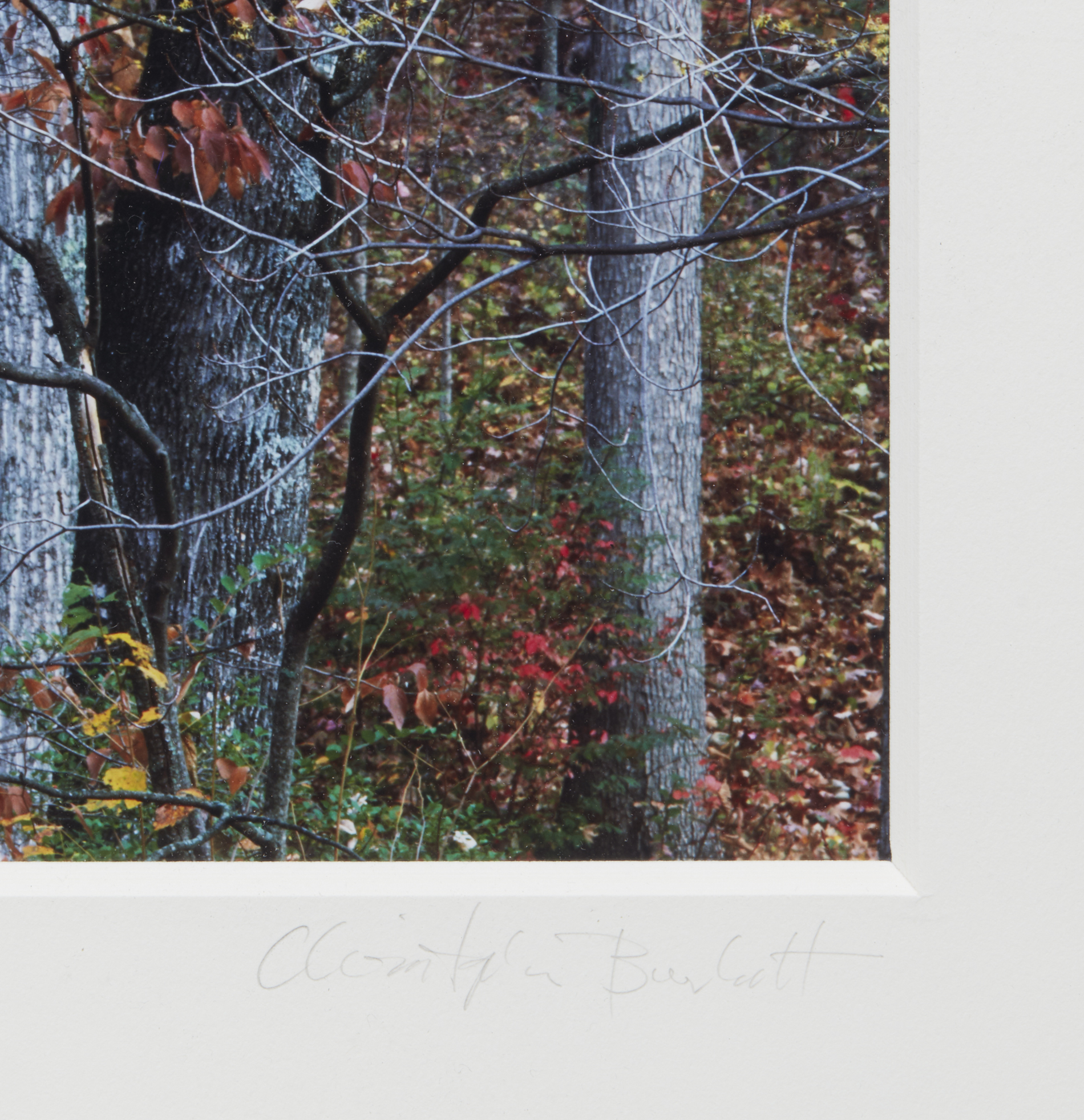 Christopher Burkett (b. 1951) Photograph | Witherell's Auction House