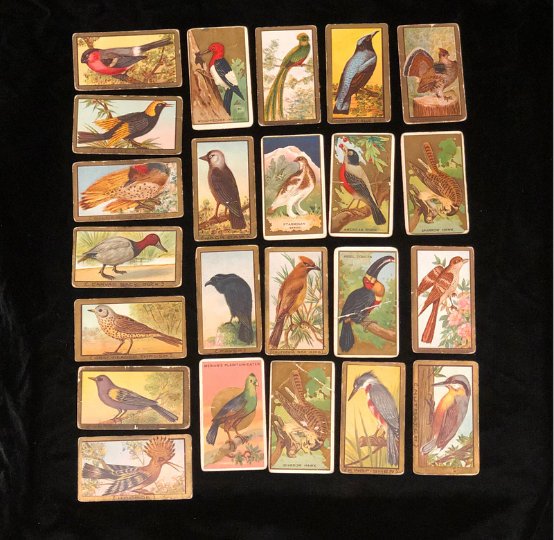 Cigarette Cards "Birds" (T42 and T43) Series, c. 1910 | Witherell's ...